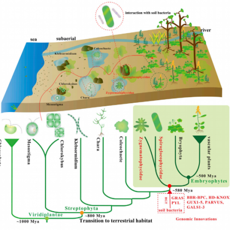 Plantae | Review: Ten years of the maize nested association mapping ...