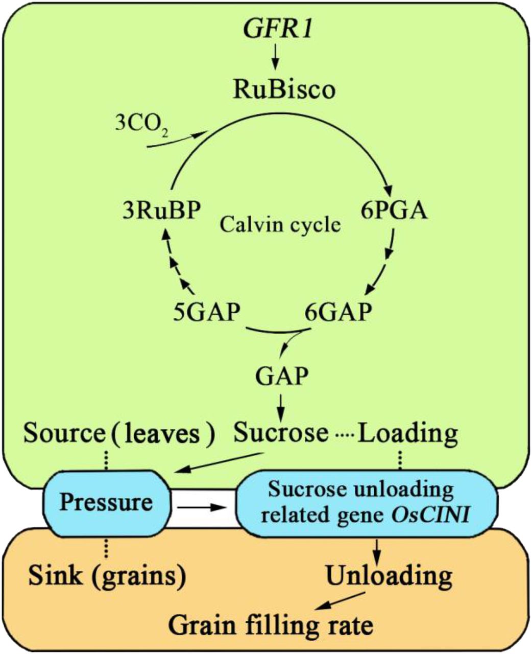 Improving Grain Filling Rate in Rice | Plantae
