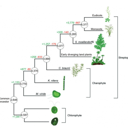 Plantae | Phylogenetic analyses of key developmental genes provide ...