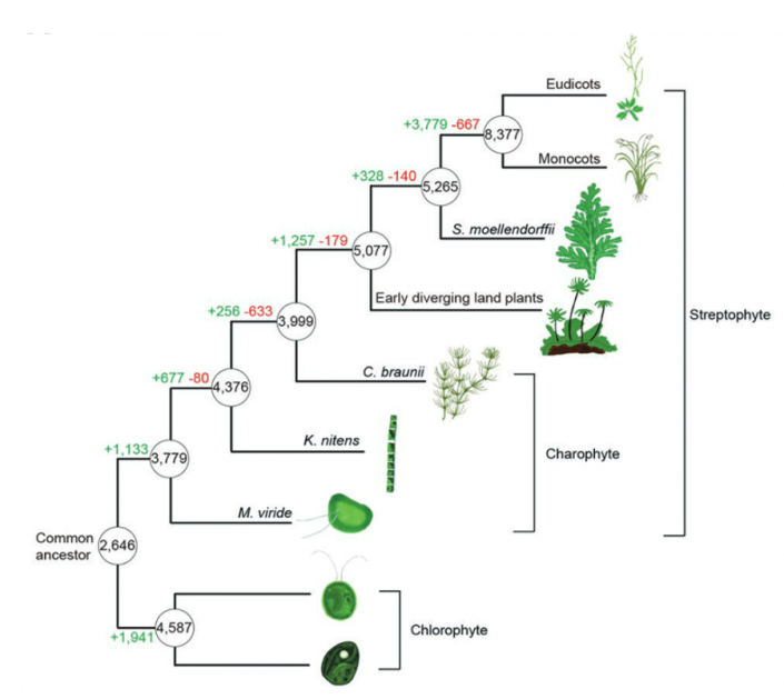 Plant Science Research Weekly: November 8 | Plantae