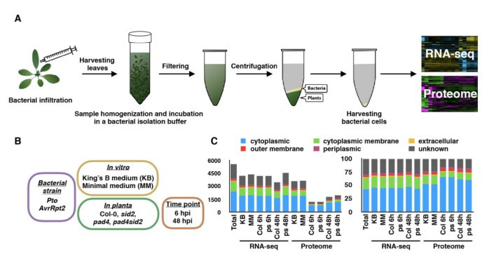 Understanding pathogenic bacterial gene expression in planta is ...