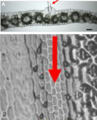Machine learning enables high-throughput phenotyping for analyses of ...