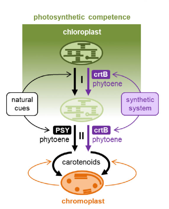 Synthetic biogenesis of chromoplasts from leaf chloroplasts (bioRxiv ...
