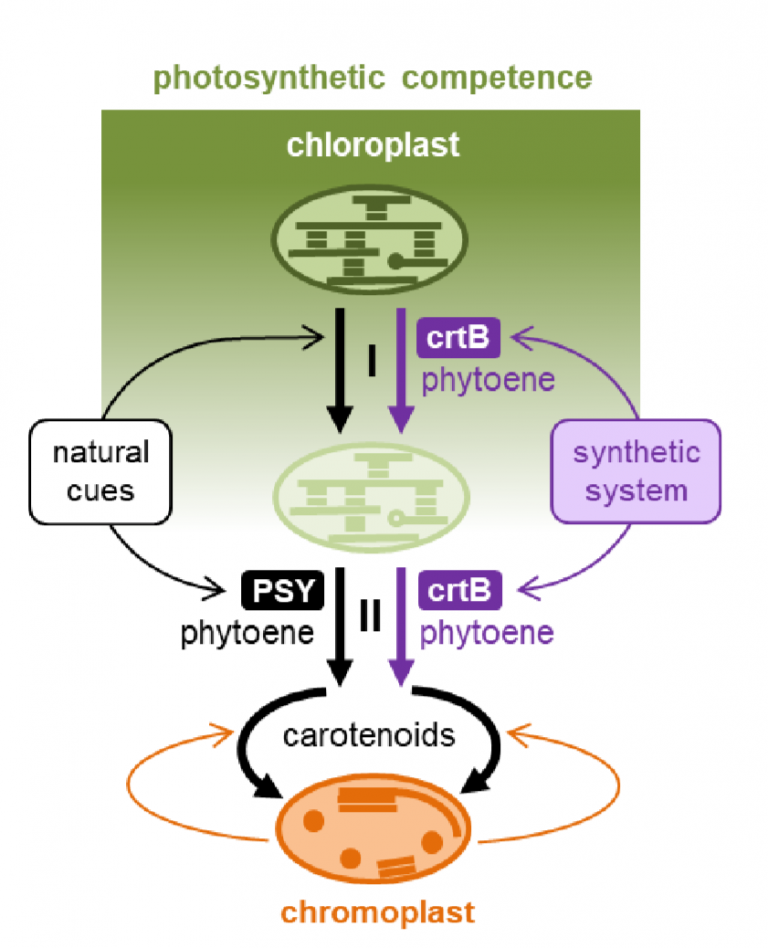 Synthetic biogenesis of chromoplasts from leaf chloroplasts (bioRxiv ...