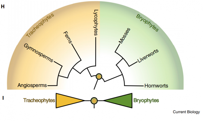 Plantae | Essay: Reconstructing trait evolution in plant evo–devo ... Plantae | Essay: Reconstructing trait evolution in plant evo–devo ...