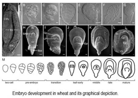 Transcriptome Dynamics and Gene Activities during Embryo and Grain ...