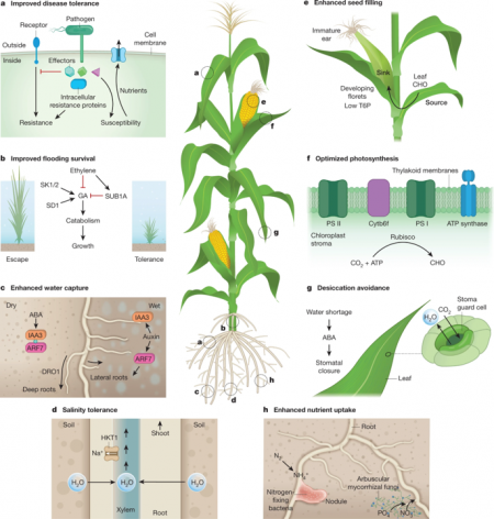 Review: Genetic strategies for improving crop yields (Nature) | Plantae