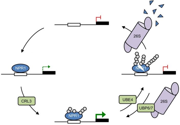 Dynamic ubiquitination determines transcriptional activity of the plant ...