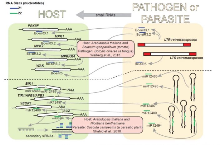 Plant Science Research Weekly: November 8 | Plantae