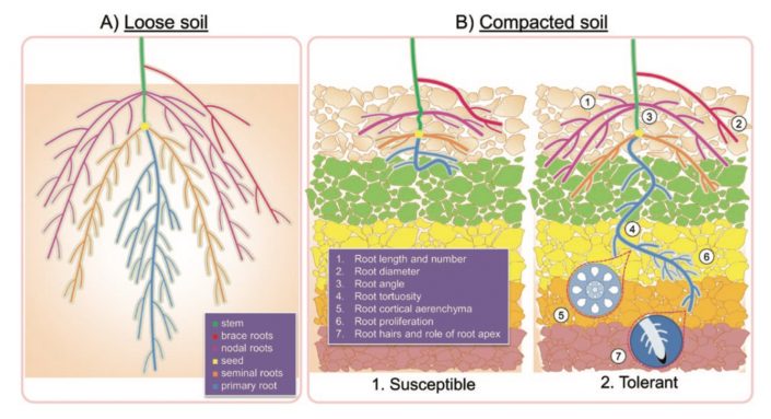 Review: Soil compaction and the architectural plasticity of root ...