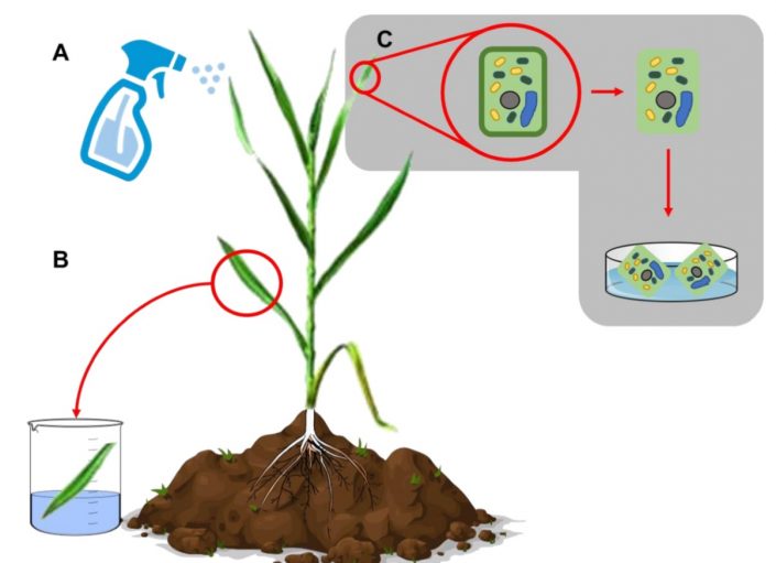 Gene-editing in somatic cells can be achieved by spray-on of carbon ...
