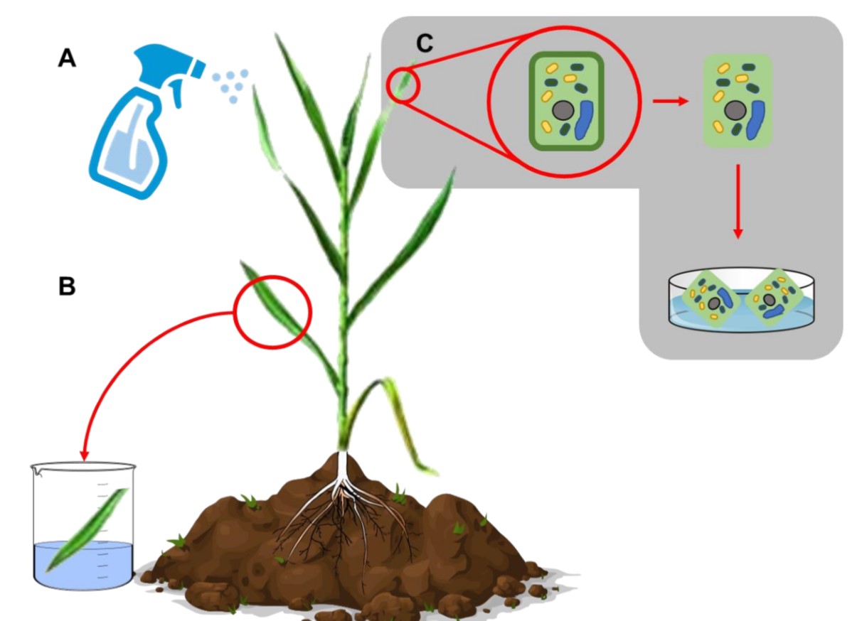 Gene-editing in somatic cells can be achieved by spray-on of carbon ...