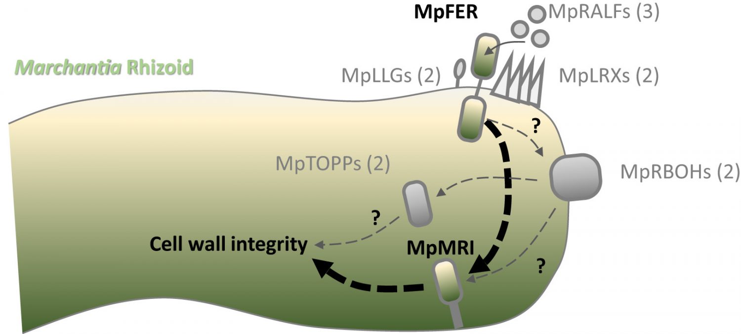 A conserved signaling module controls tip growth in liverwort and ...