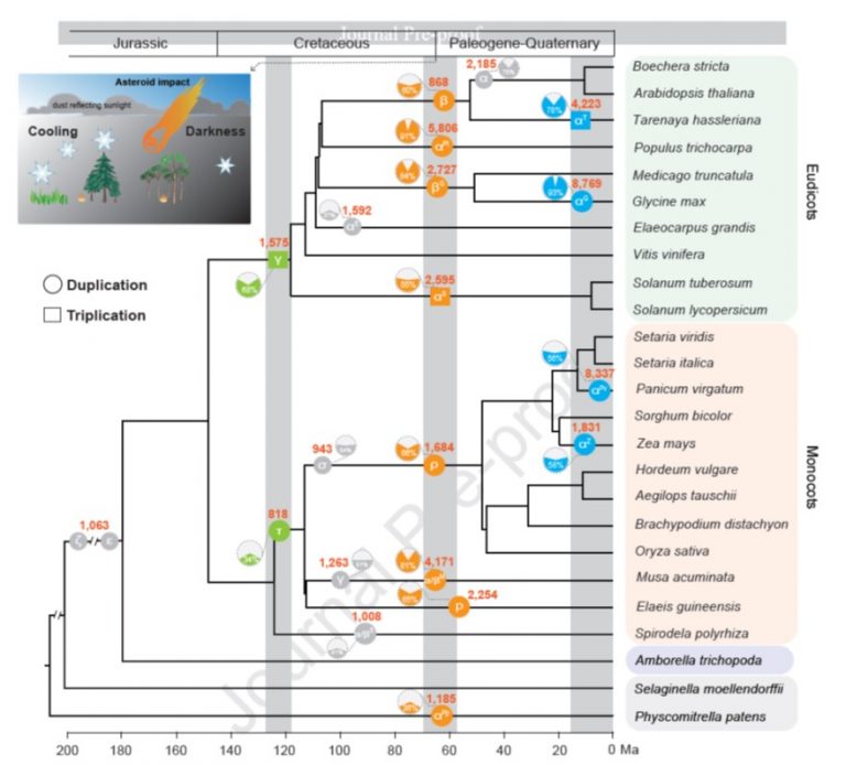 Genetic contribution of paleopolyploidy to adaptive evolution in ...