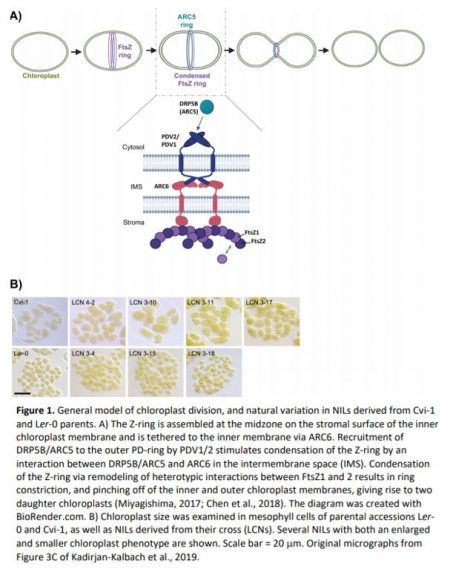 Decoding Natural Variation in Chloroplast Size | Plantae Decoding Natural Variation in Chloroplast Size | Plantae