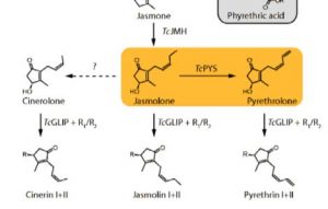 Pyrethrin biosynthesis: From a phytohormone to specialized metabolite ...