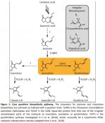 Pyrethrin biosynthesis: From a phytohormone to specialized metabolite ...