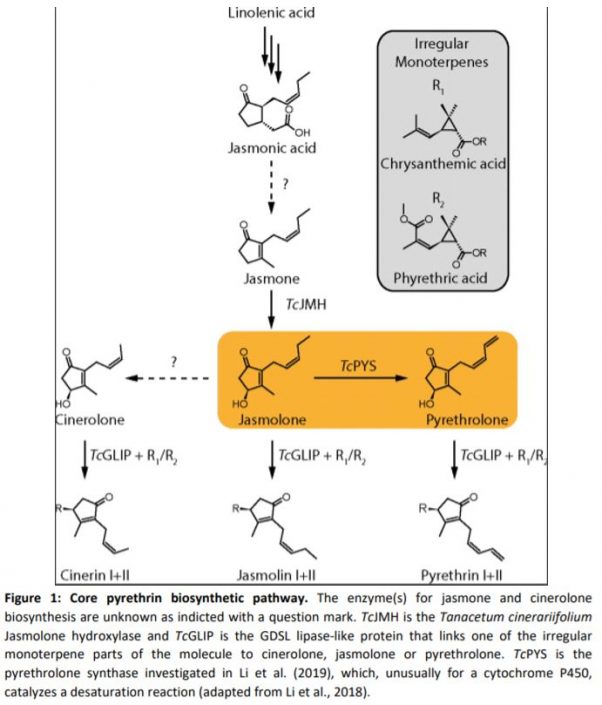 Pyrethrin biosynthesis: From a phytohormone to specialized metabolite ...