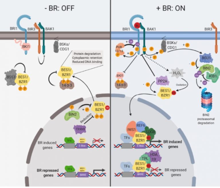 Review. Brassinosteroids: Multi-dimensional regulators of plant growth ...