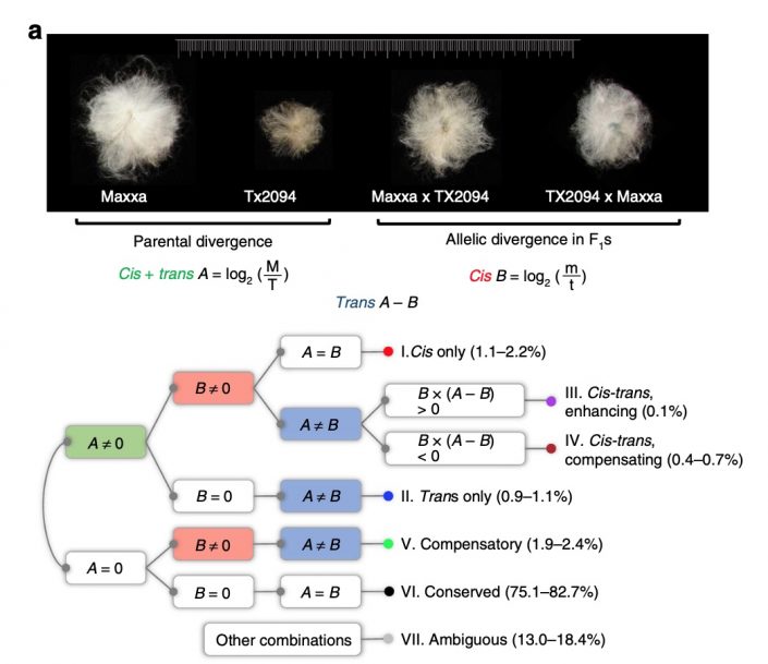 Unraveling Cis And Trans Regulatory Evolution During Cotton