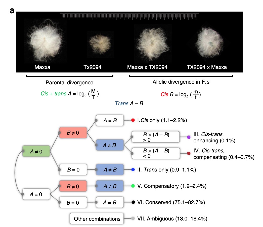 Unraveling cis and trans regulatory evolution during cotton ...