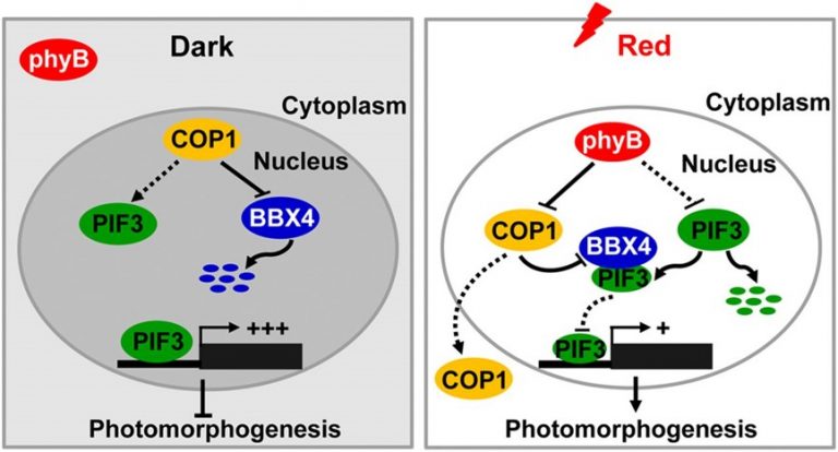A new B-BOX containing protein regulates red light photomorphogenesis ...