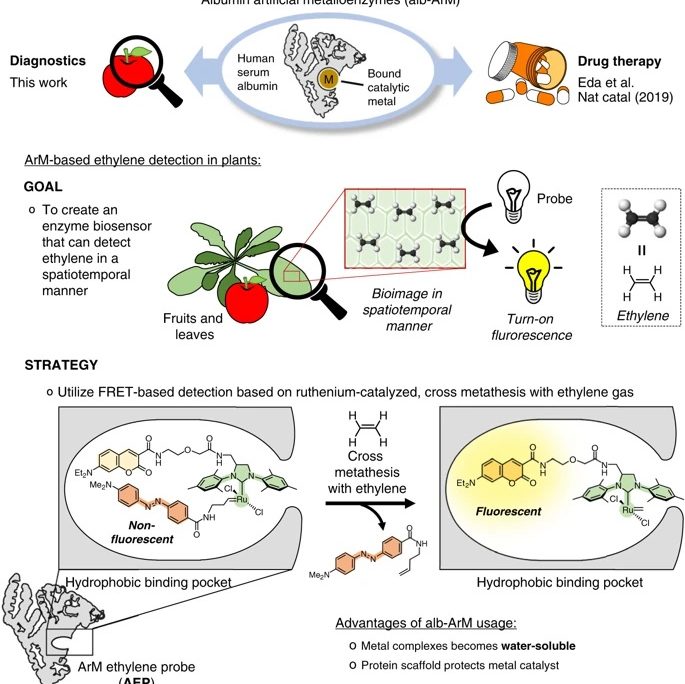 Plantae | A biosensor for the direct visualization of auxin (Nature ...