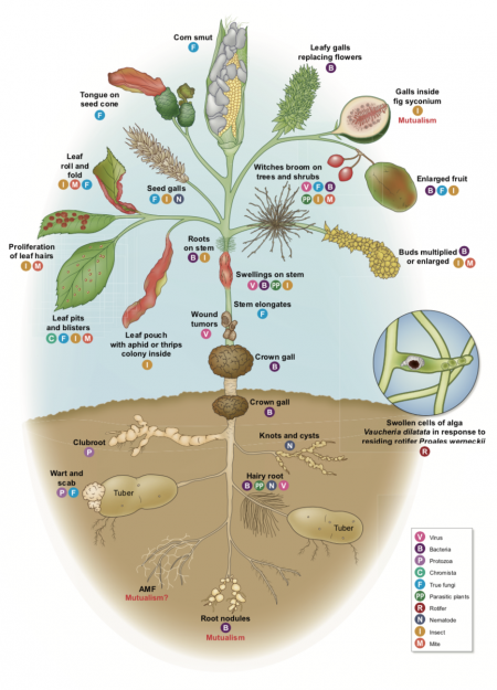 Plants make galls to accommodate foreigners: some are friends most are ...