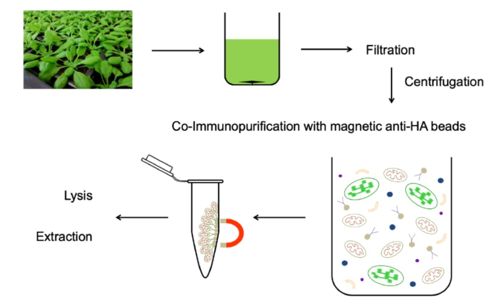 Rapid single-step affinity purification of HA-tagged plant mitochondria ...