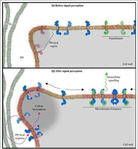 Review. Dare to change, the dynamics behind plasmodesmata-mediated cell ...