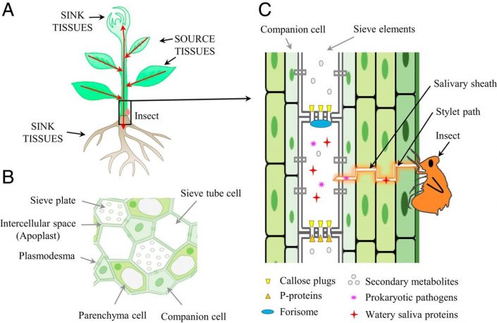 Perspective: Challenging battles of plants with phloem-feeding insects and prokaryotic pathogens ...