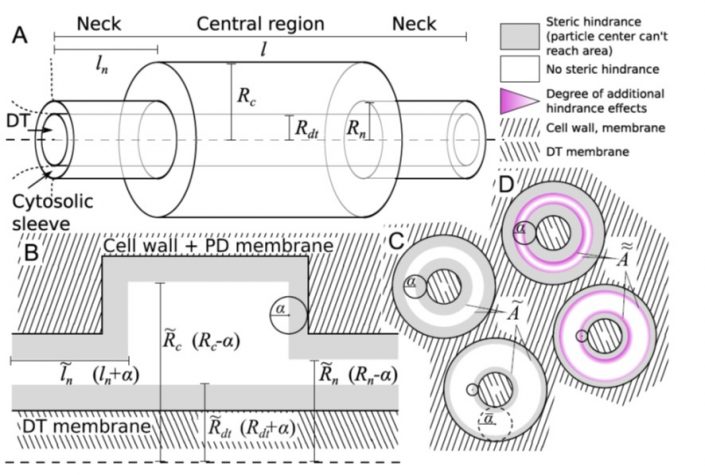 From plasmodesma geometry to effective symplasmic permeability through ...