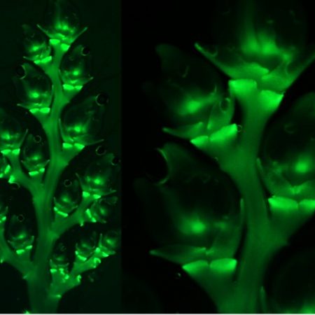 Plantae | Genes of the RAV family control heading date and carpel ...