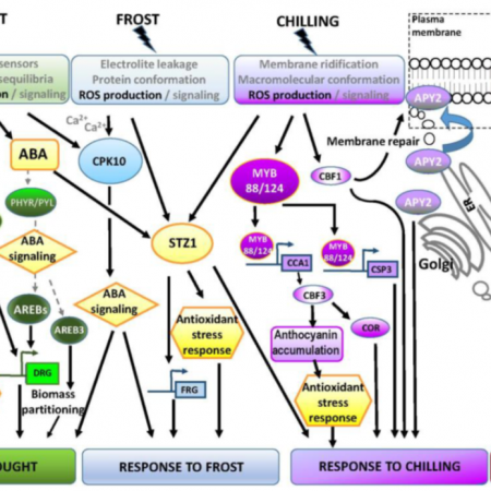 Plantae | Update: Nuclear Cap-Binding Complex in Abiotic Stress ...