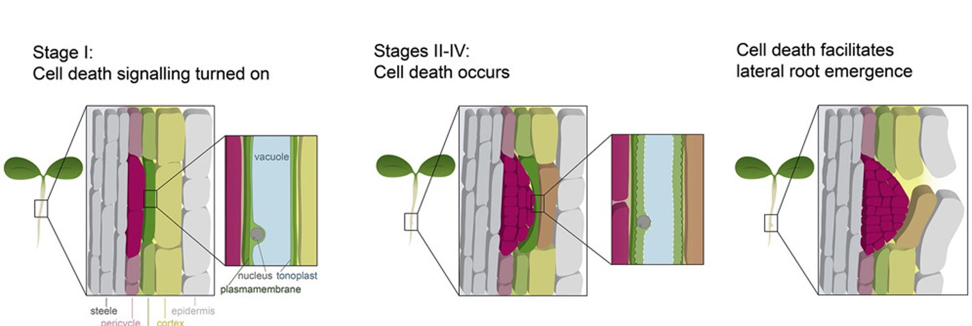 Death in cells overlying lateral root primordia facilitates organ ...