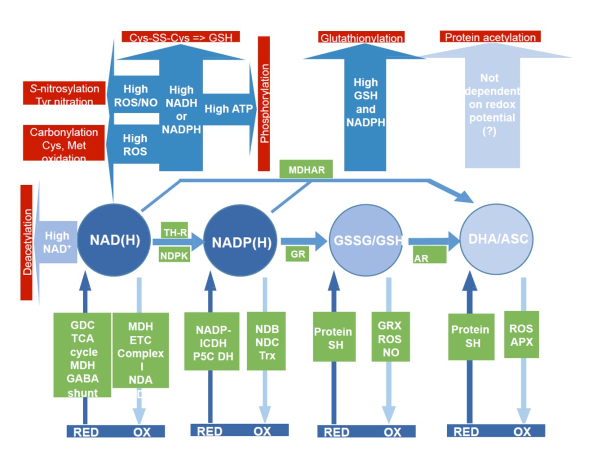 Review: Matrix redox physiology governs the regulation of plant ...