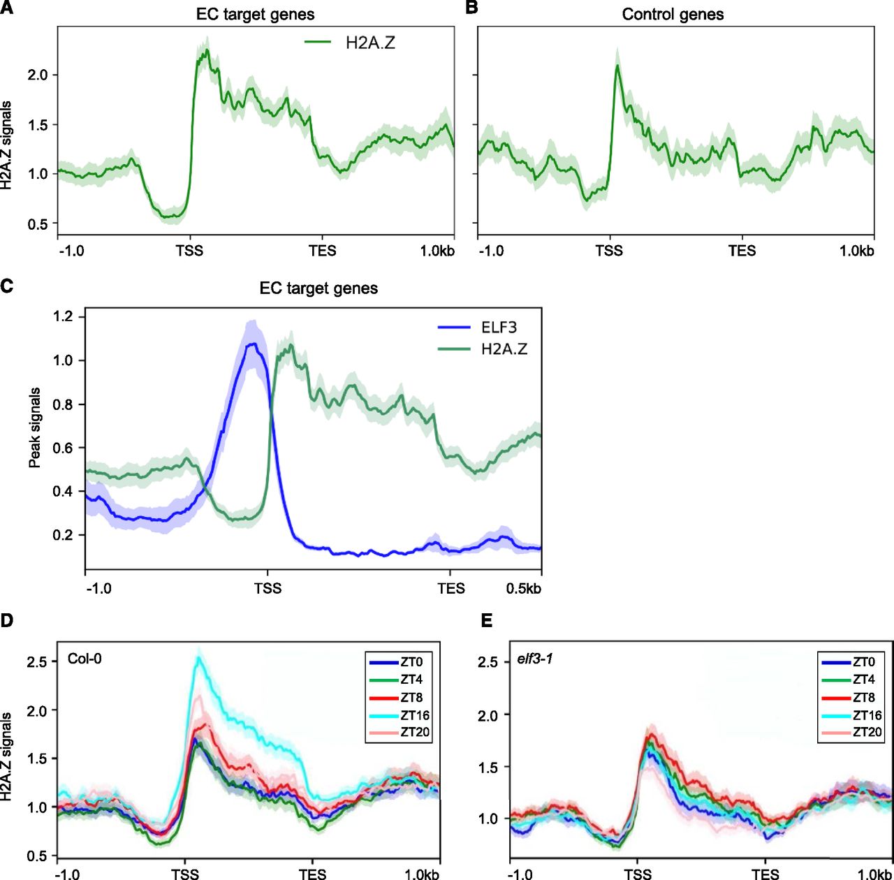 The Evening Complex of the Circadian Clock and Chromatin | Plantae
