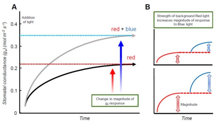 Review: Role of blue and red light in stomatal dynamic behaviour (J Exp ...
