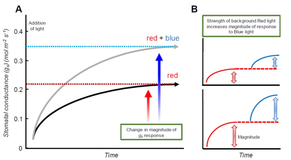 Review: Role of blue and red light in stomatal dynamic behaviour (J Exp ...