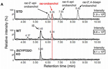 Direct conversion of carlactonoic acid to orobanchol by cytochrome P450 ...