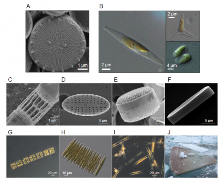 Review. Diatom molecular research comes of age: Model species for ...