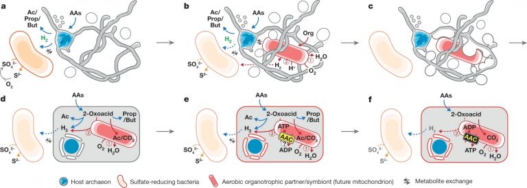 Isolation of an archaeon at the prokaryote–eukaryote interface (Nature ...