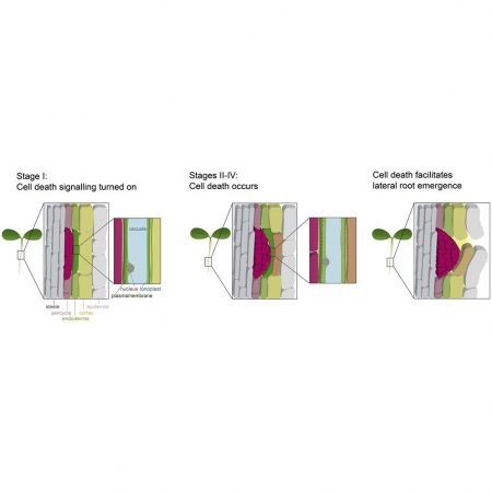 Plantae | EXPANSIN A1-mediated radial swelling of pericycle cells ...