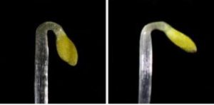 Ethylene vs. Salicylic Acid in Apical Hook Formation | Plantae