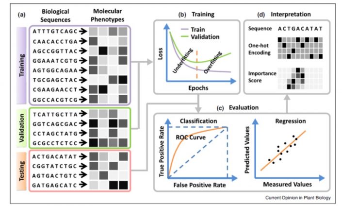 Review: Deep learning for plant genomics and crop improvement (Curr ...