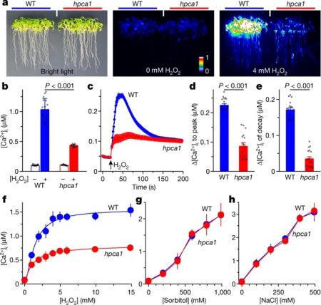 Hydrogen peroxide sensor HPCA1 is an LRR receptor kinase in Arabidopsis ...