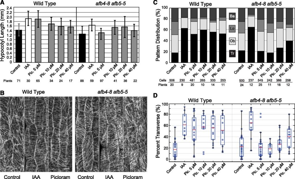 Auxin and Microtubule Array Patterning | Plantae