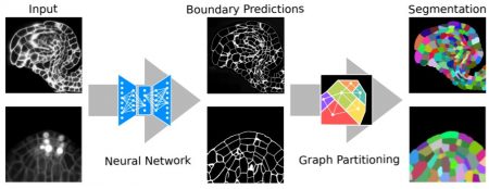 Plantae | Accurate and versatile 3D segmentation of plant tissues at ...