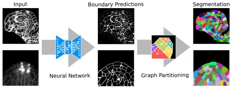 Accurate and versatile 3D segmentation of plant tissues at cellular ...