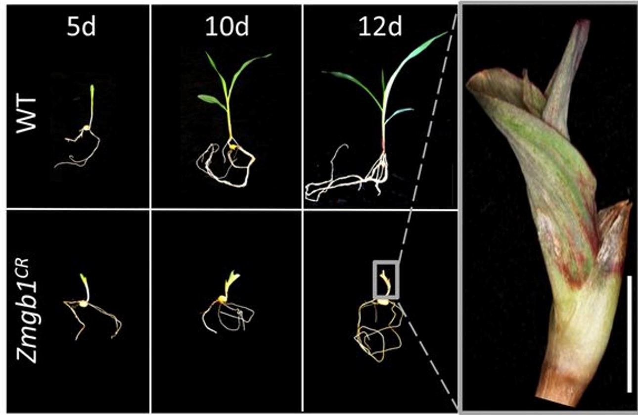 The maize heterotrimeric G protein β subunit controls shoot meristem ...